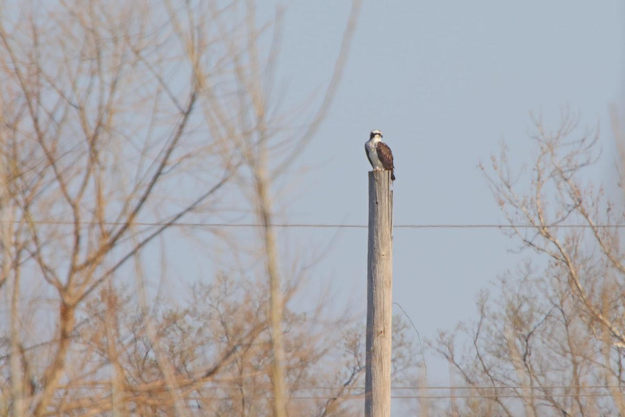 Top Bird Watching Spots Worth Visiting in Cincinnati - Lost In Cincinnati